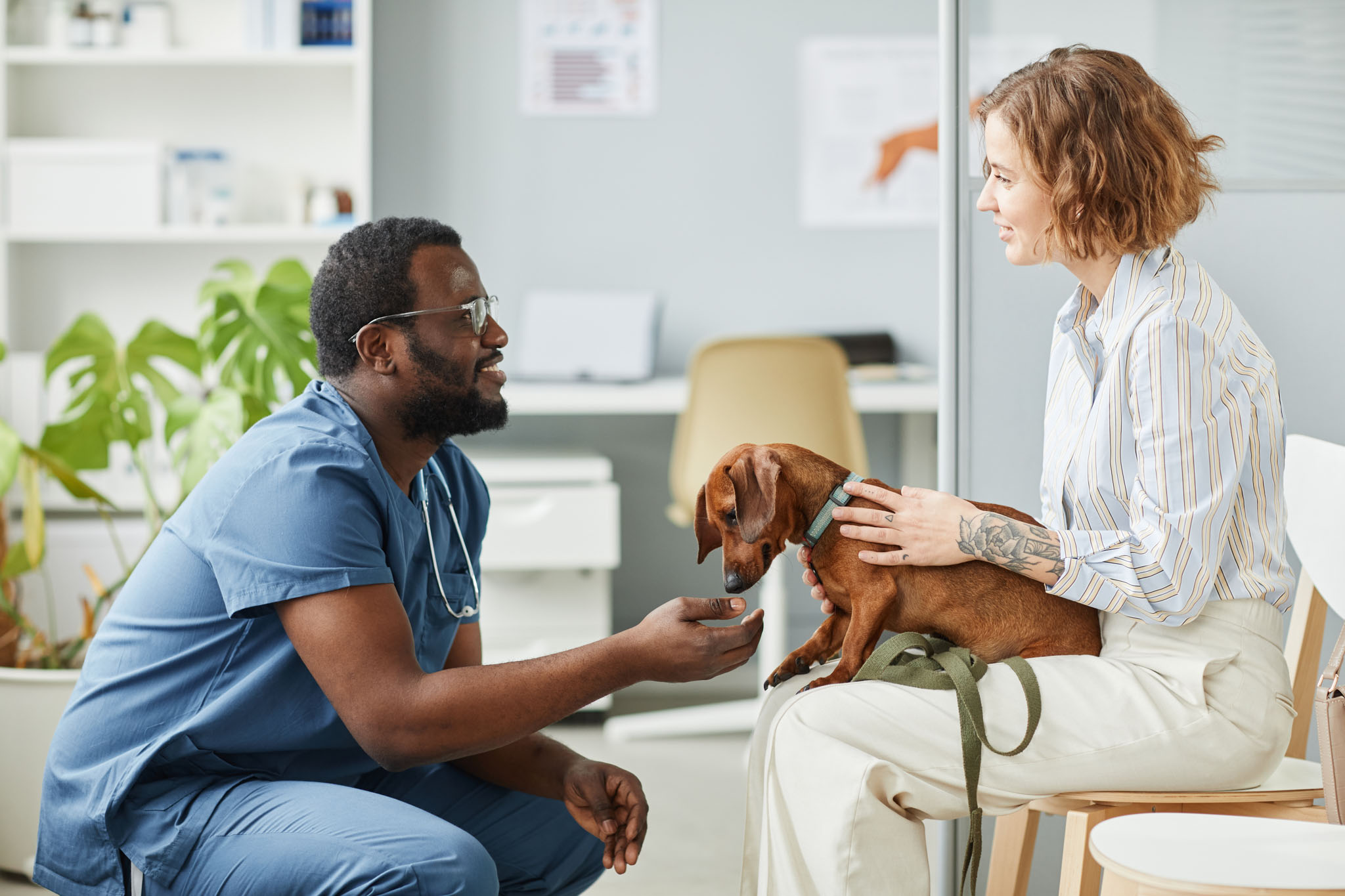 Veterinarian in North Haledon, NJ | Animal Hospital